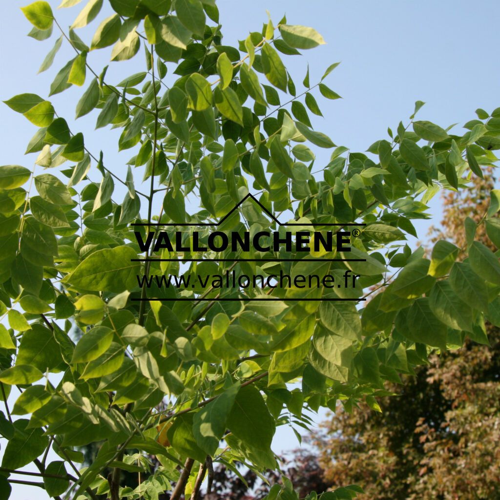 GYMNOCLADUS dioicus - arbre à café du Kentucky