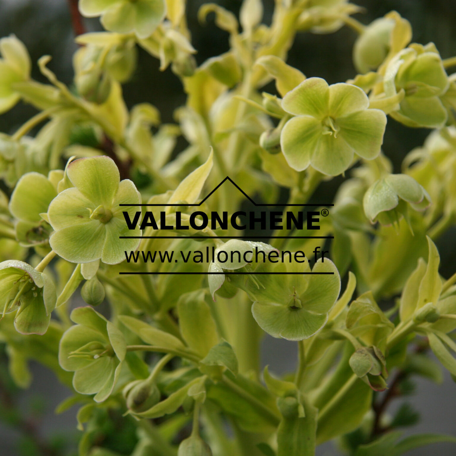 HELLEBORUS foetidus 'Yellow' (jaune) - hellebore