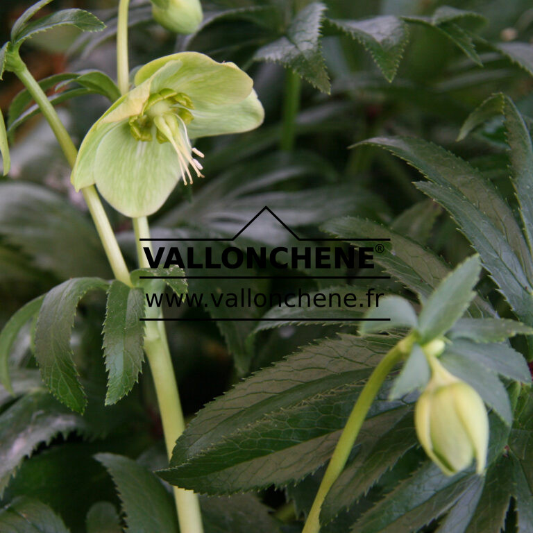 HELLEBORUS multifidus ssp. hercegovinus