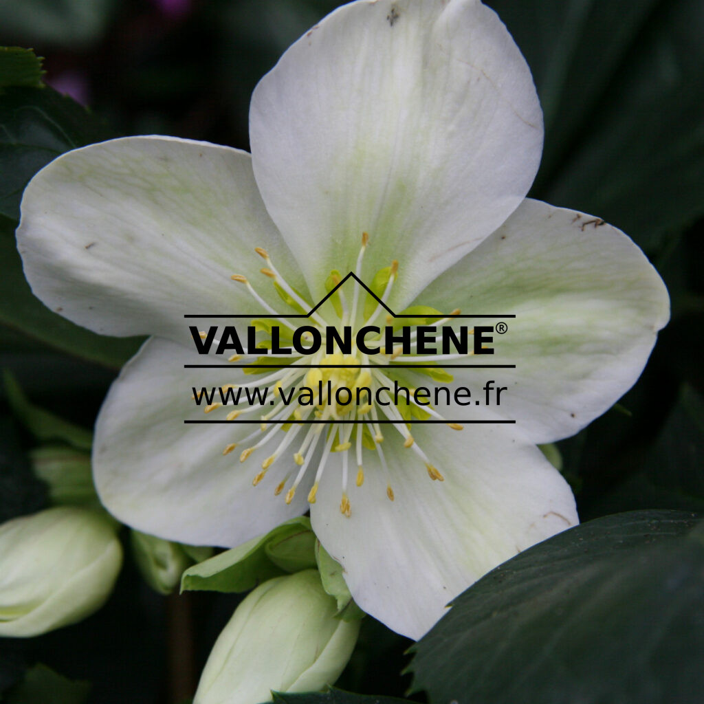 HELLEBORUS x nigercors 'Snow Love' - hellebore