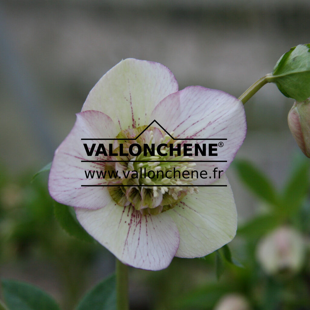 HELLEBORUS x orientalis anemone 'Picotee' - hellebore