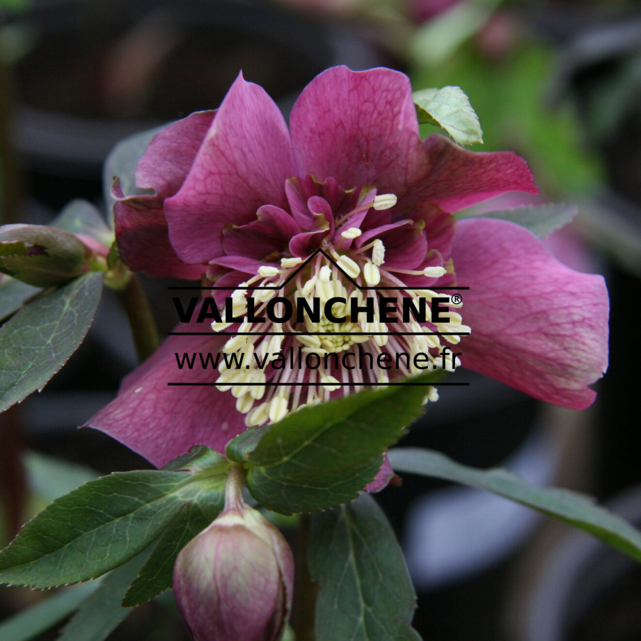HELLEBORUS x orientalis anemone 'Red' - hellebore