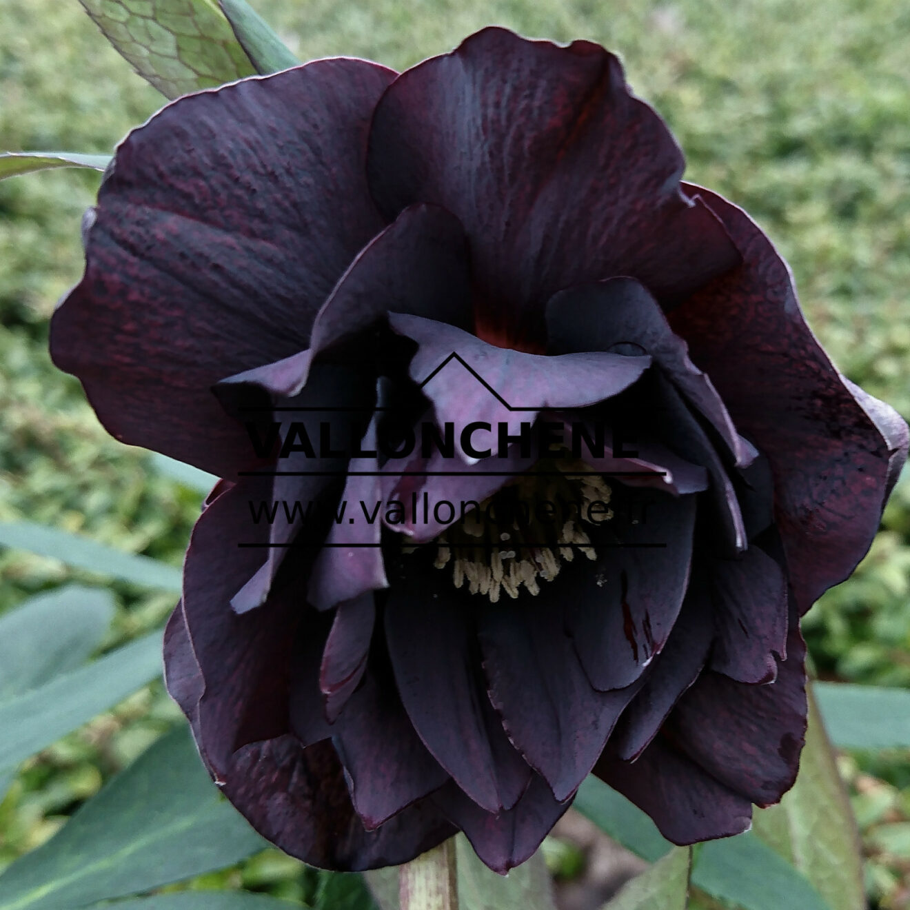 HELLEBORUS x orientalis 'Double Black' (double noir) - hellebore