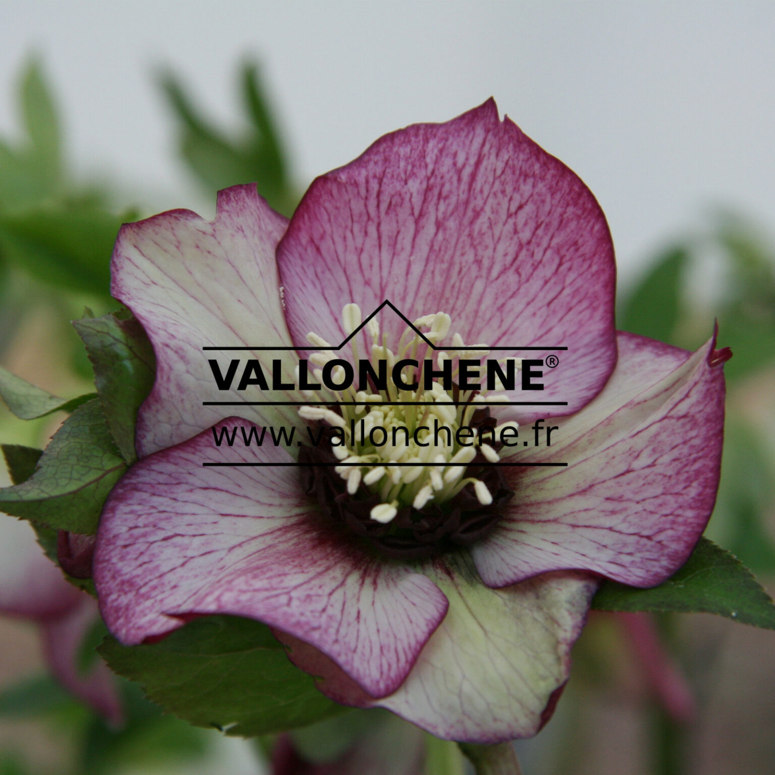 HELLEBORUS x orientalis 'Picotee' - hellebore