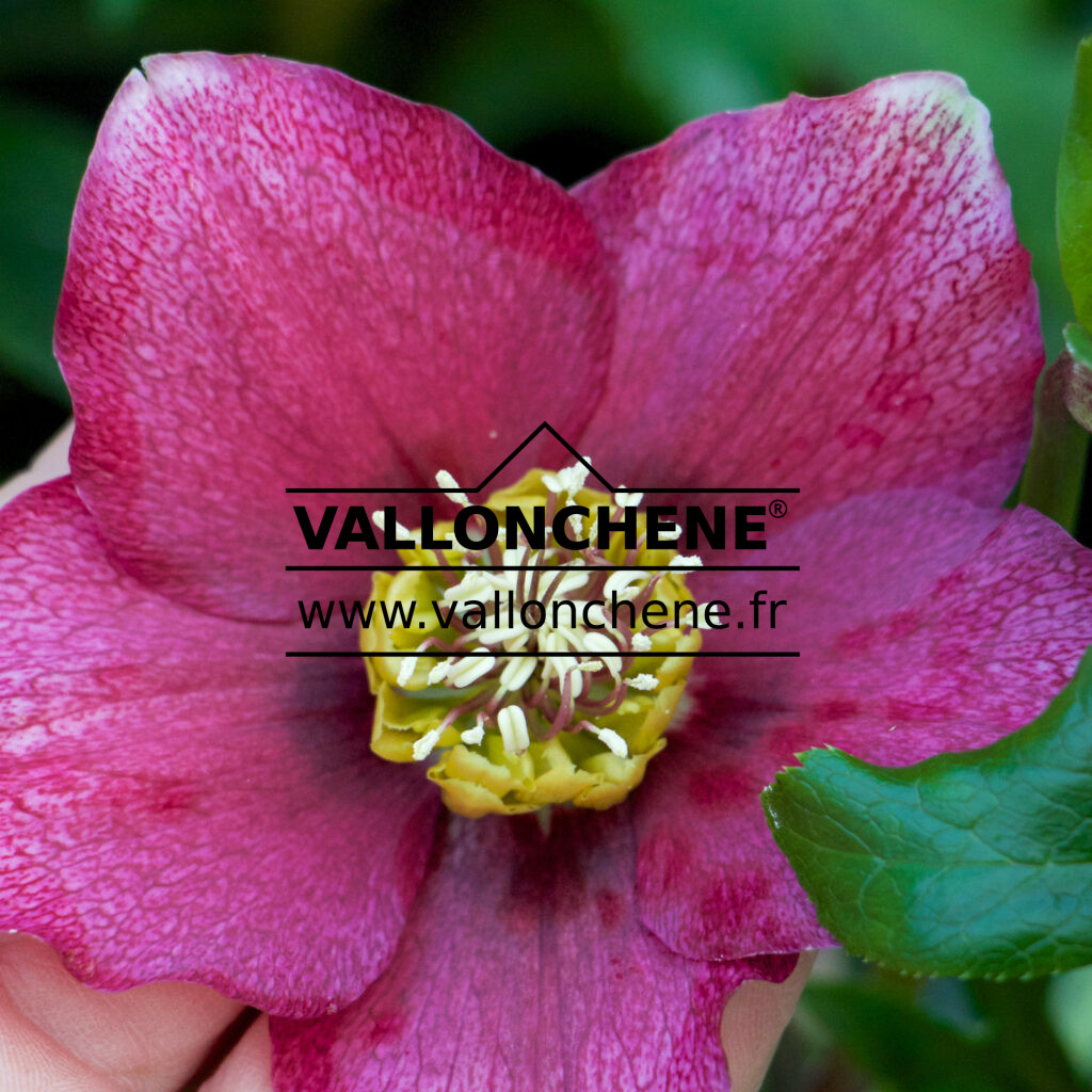 HELLEBORUS x orientalis 'Red' - hellebore