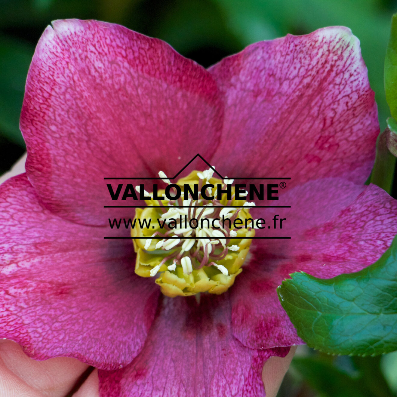 HELLEBORUS x orientalis 'Red' - hellebore