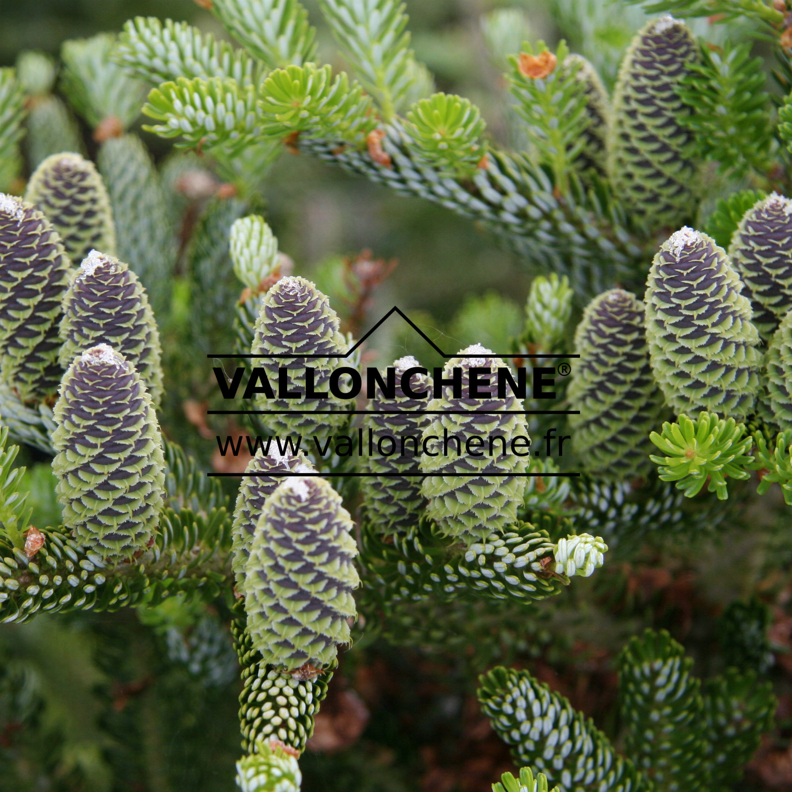 ABIES koreana 'Silberlocke' - sapin de Corée