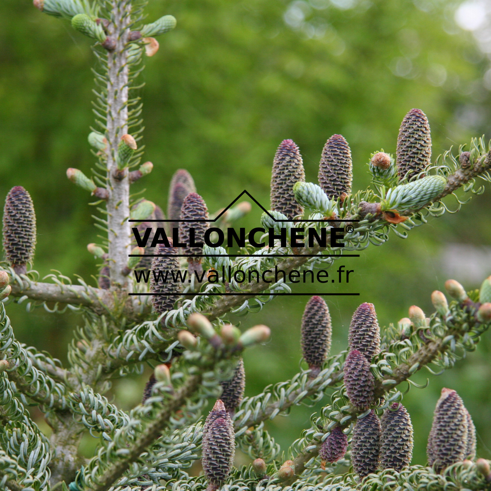 ABIES koreana 'Silberlocke' - sapin de Corée