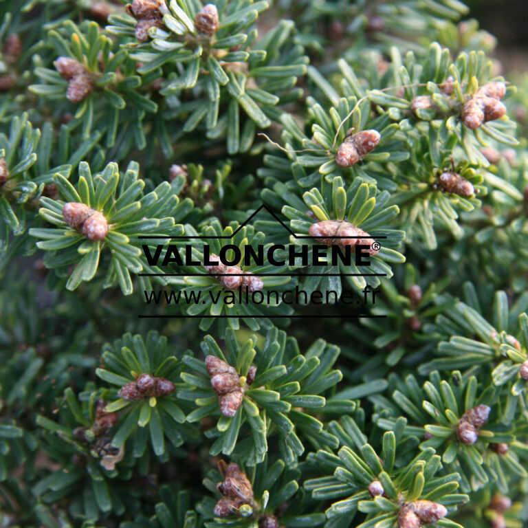 ABIES koreana 'Silberperle' - sapin de Corée