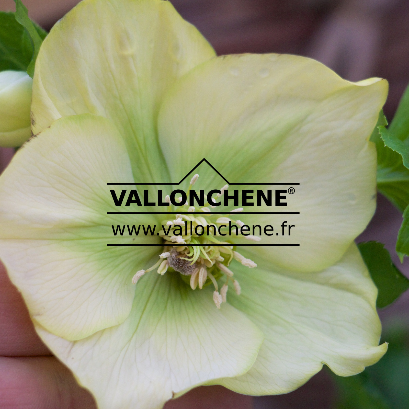 HELLEBORUS x orientalis 'Yellow' (jaune)