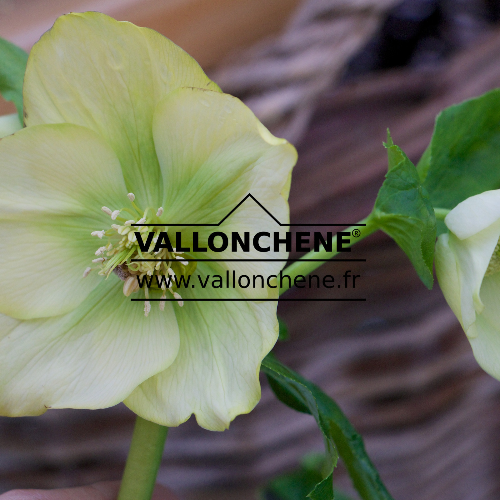 HELLEBORUS x orientalis 'Yellow' (jaune)