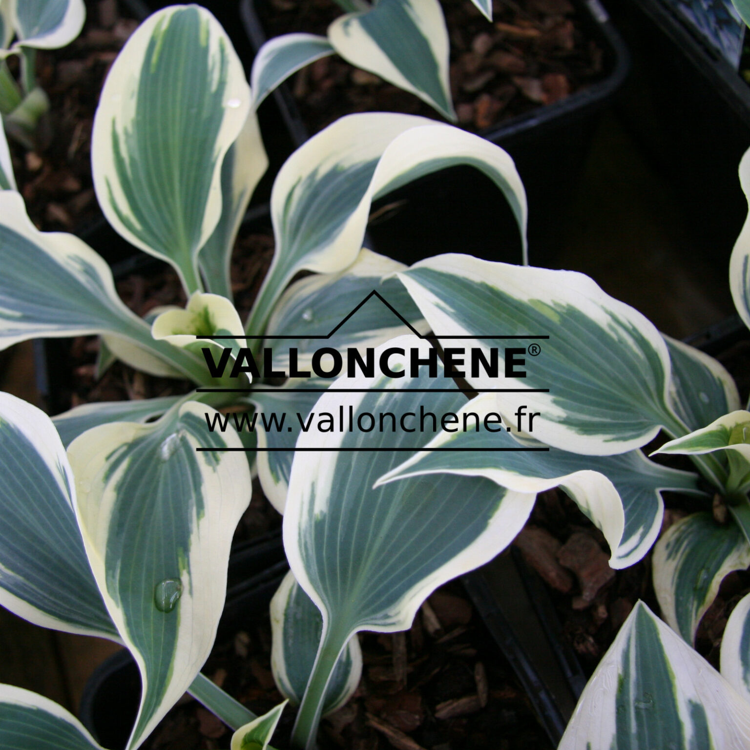 HOSTA 'Blue Ivory' - hosta