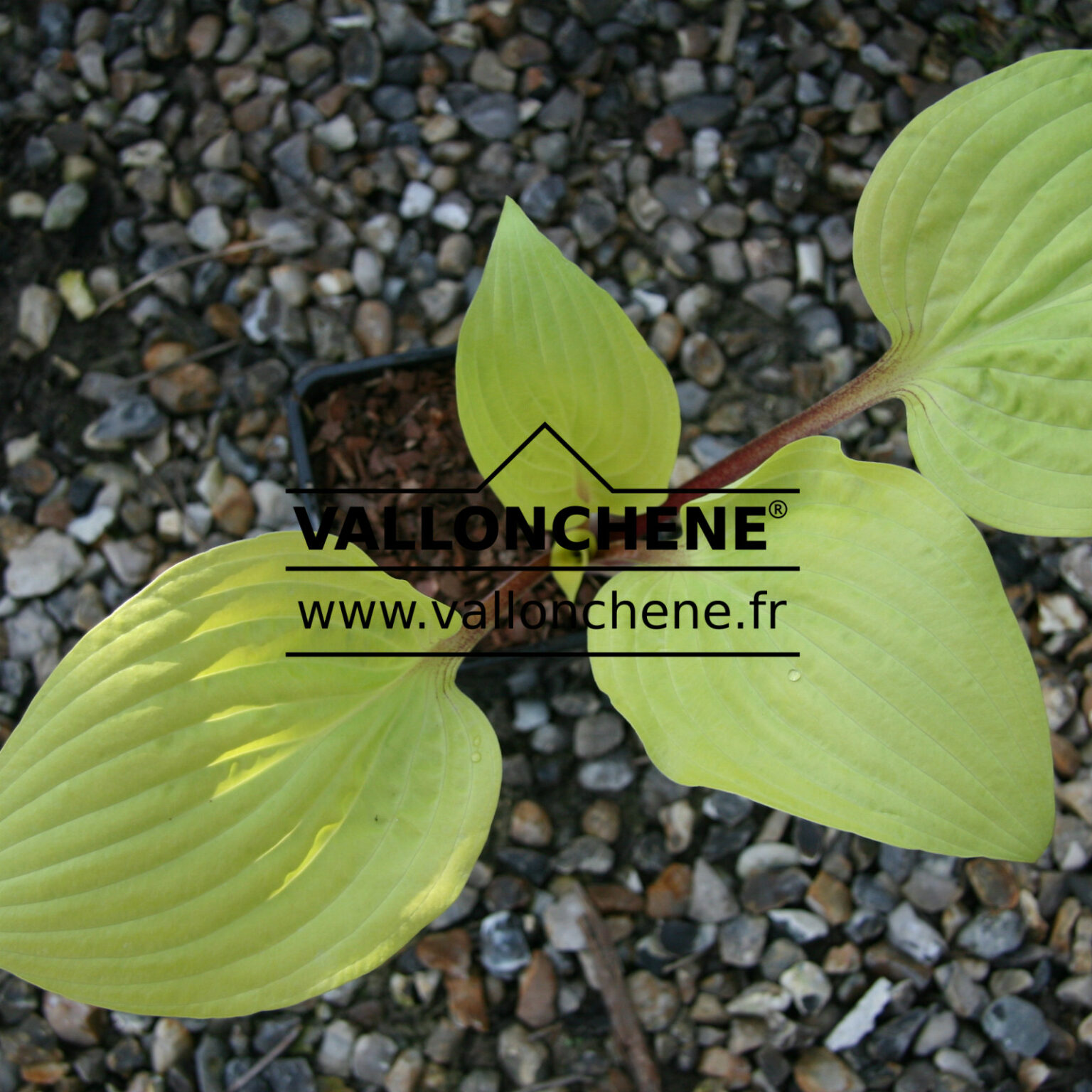 HOSTA 'Designer Genes'