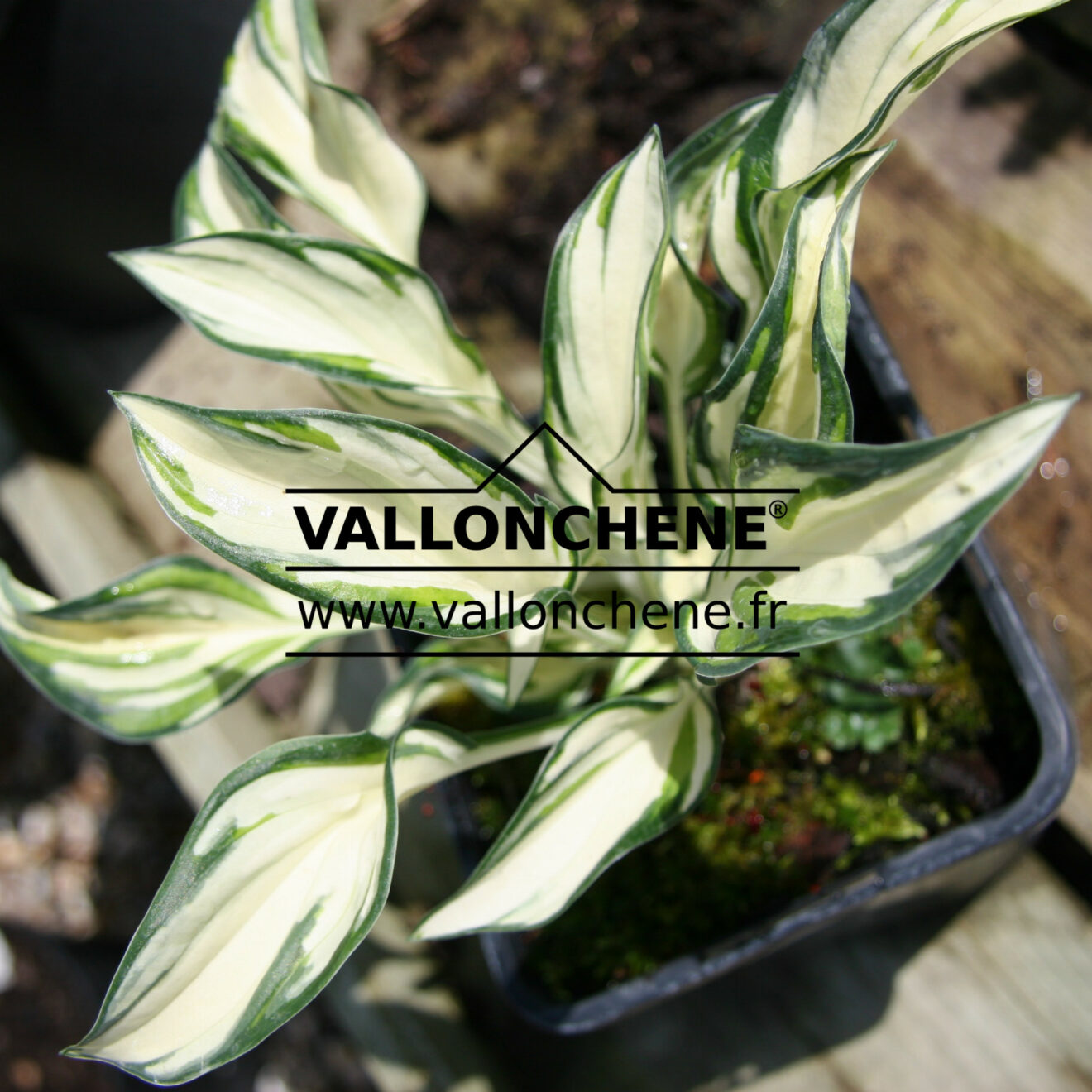 HOSTA 'Fireworks'