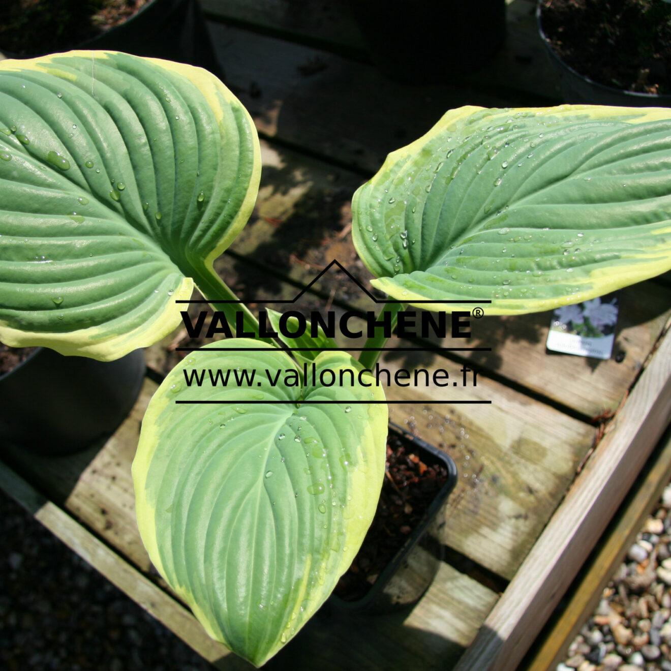 HOSTA 'Fragrant Dream'