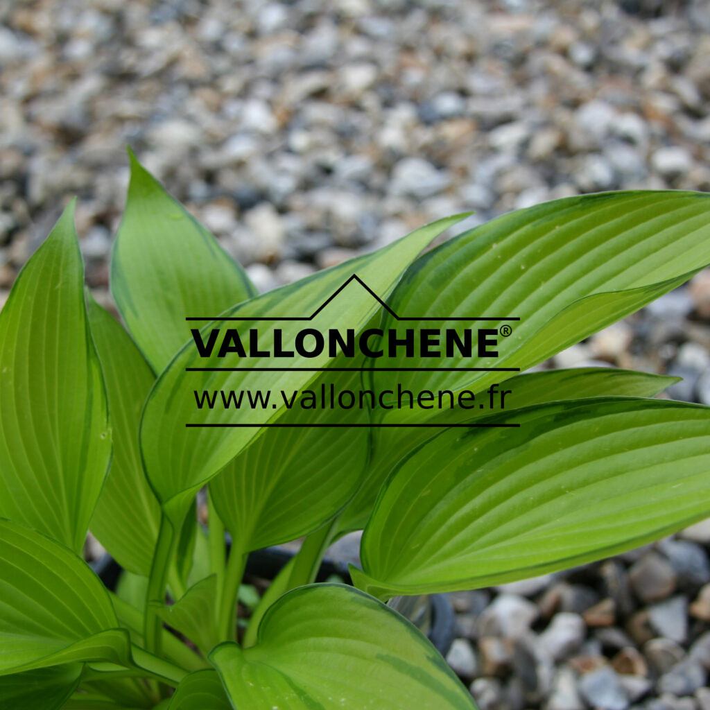 HOSTA 'June Fever' - hosta