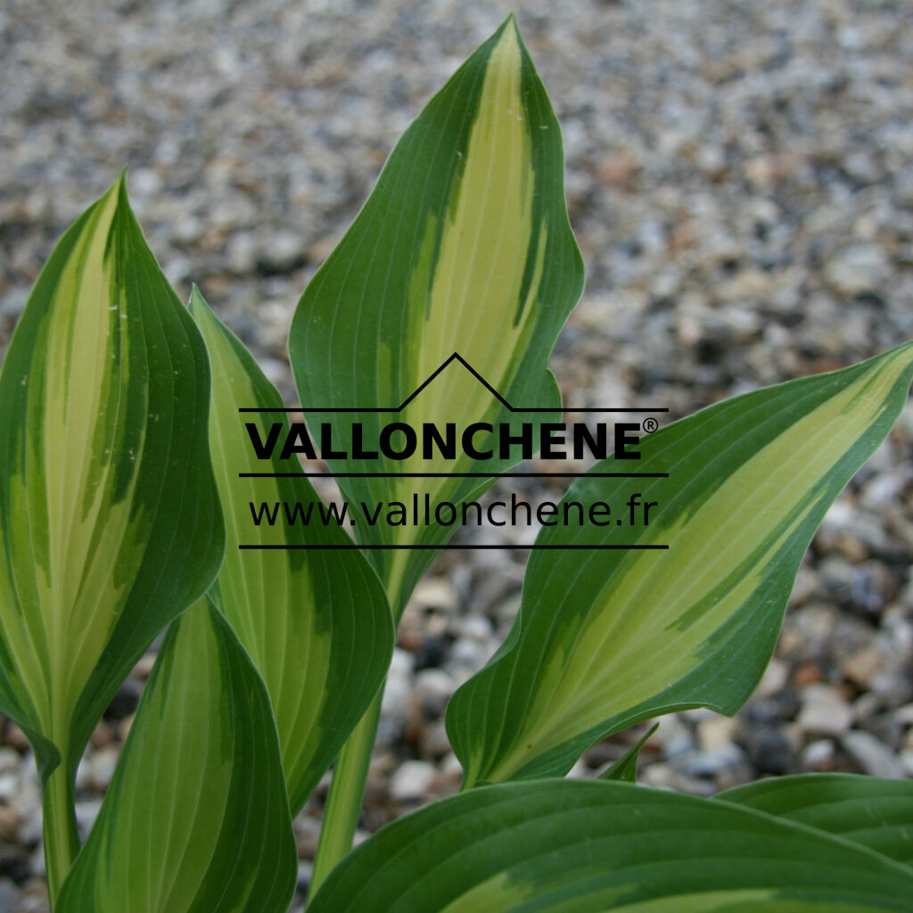HOSTA 'Moonstruck' - funkia