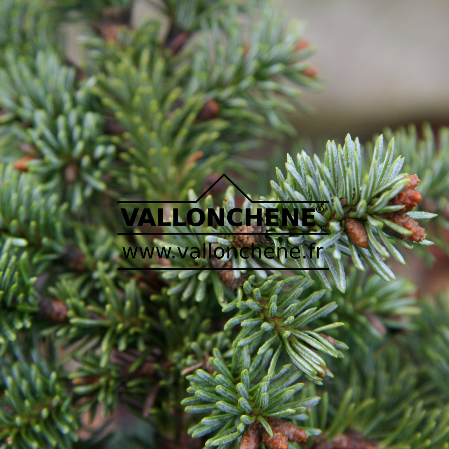 ABIES lasiocarpa 'Prickly Pete' - alpine fir