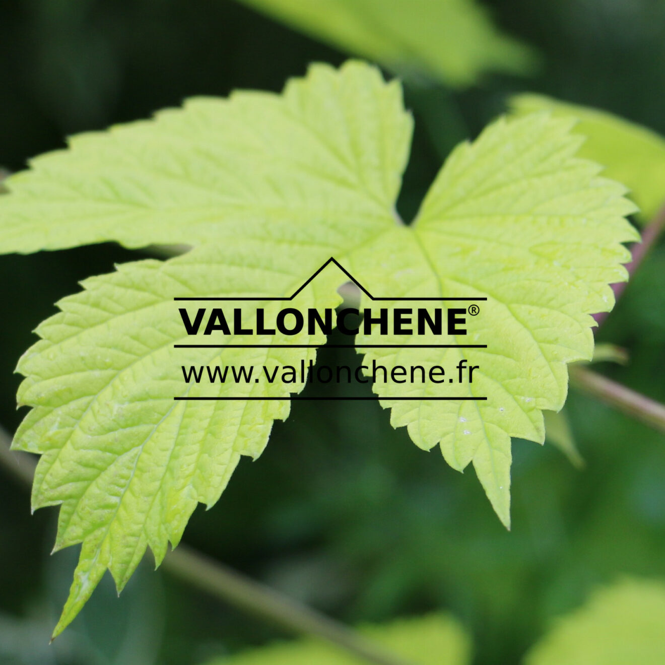 HUMULUS lupulus 'Aureus' - hop