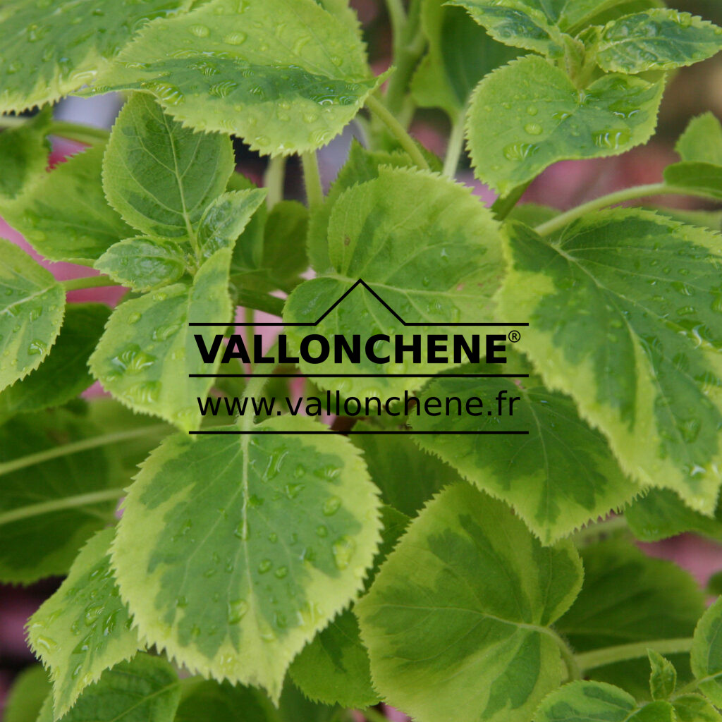 HYDRANGEA anomala ssp. petiolaris 'Mirranda' - hortensia grimpant à ...
