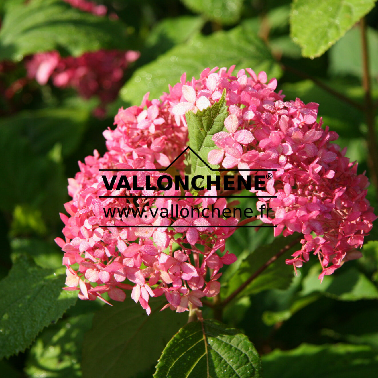 HYDRANGEA arborescens 'Invincible'