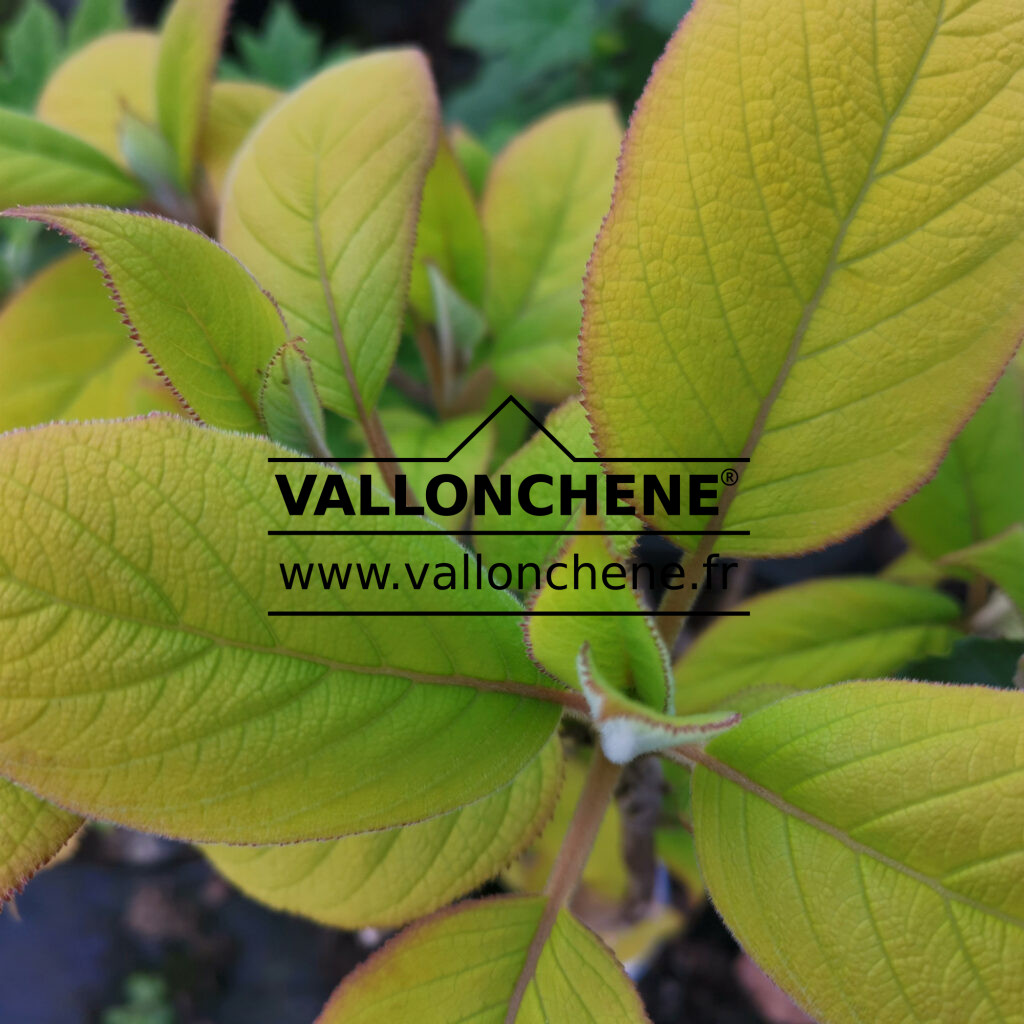 HYDRANGEA aspera 'Goldrush' (Giel)
