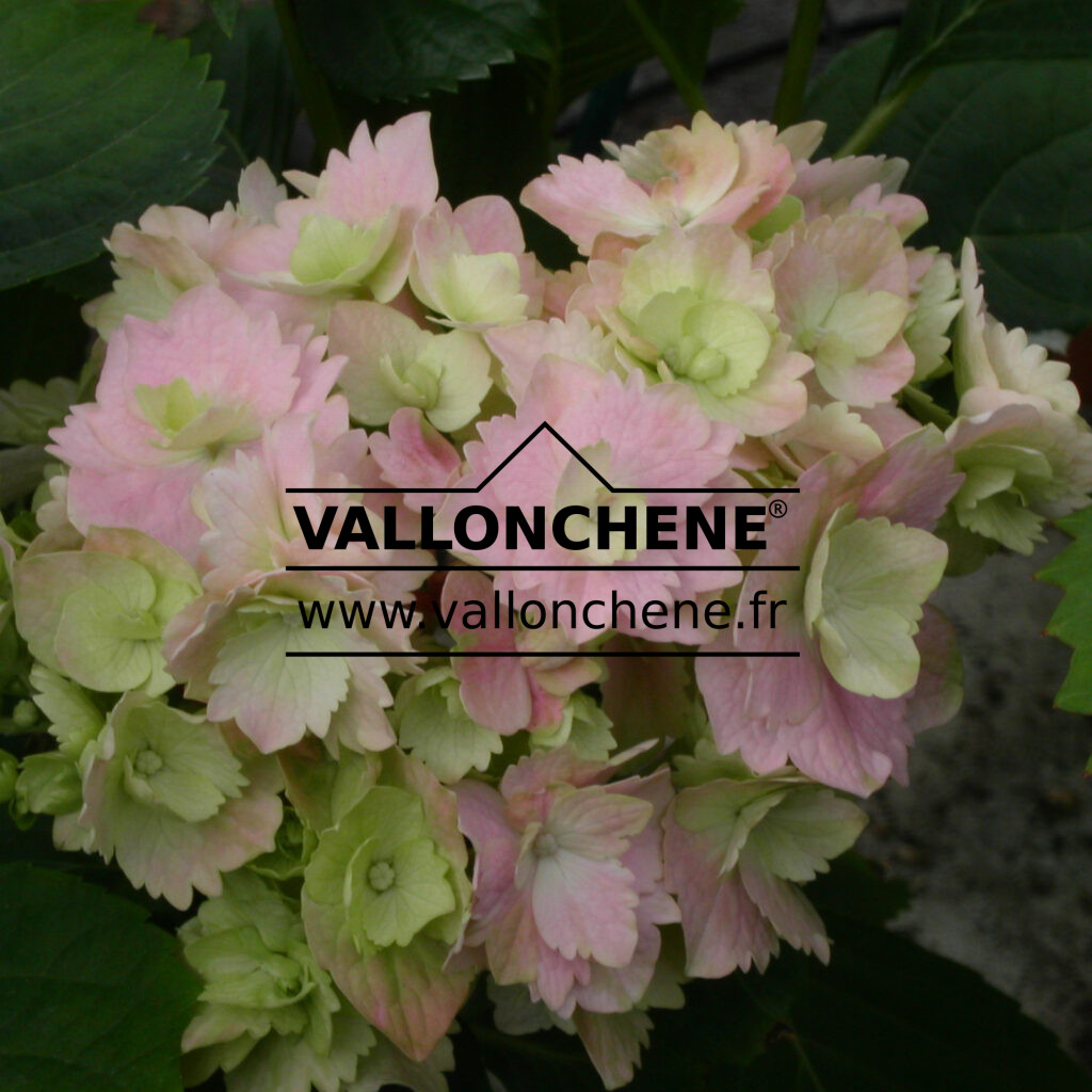 HYDRANGEA macrophylla 'Amethyst'