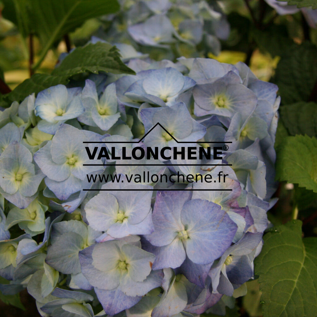 HYDRANGEA macrophylla 'Black Steel Zebra' - hortensia à bois noir