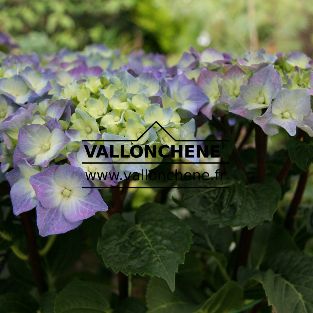 HYDRANGEA macrophylla 'Black Steel Zsasa' - hortensia à bois noir