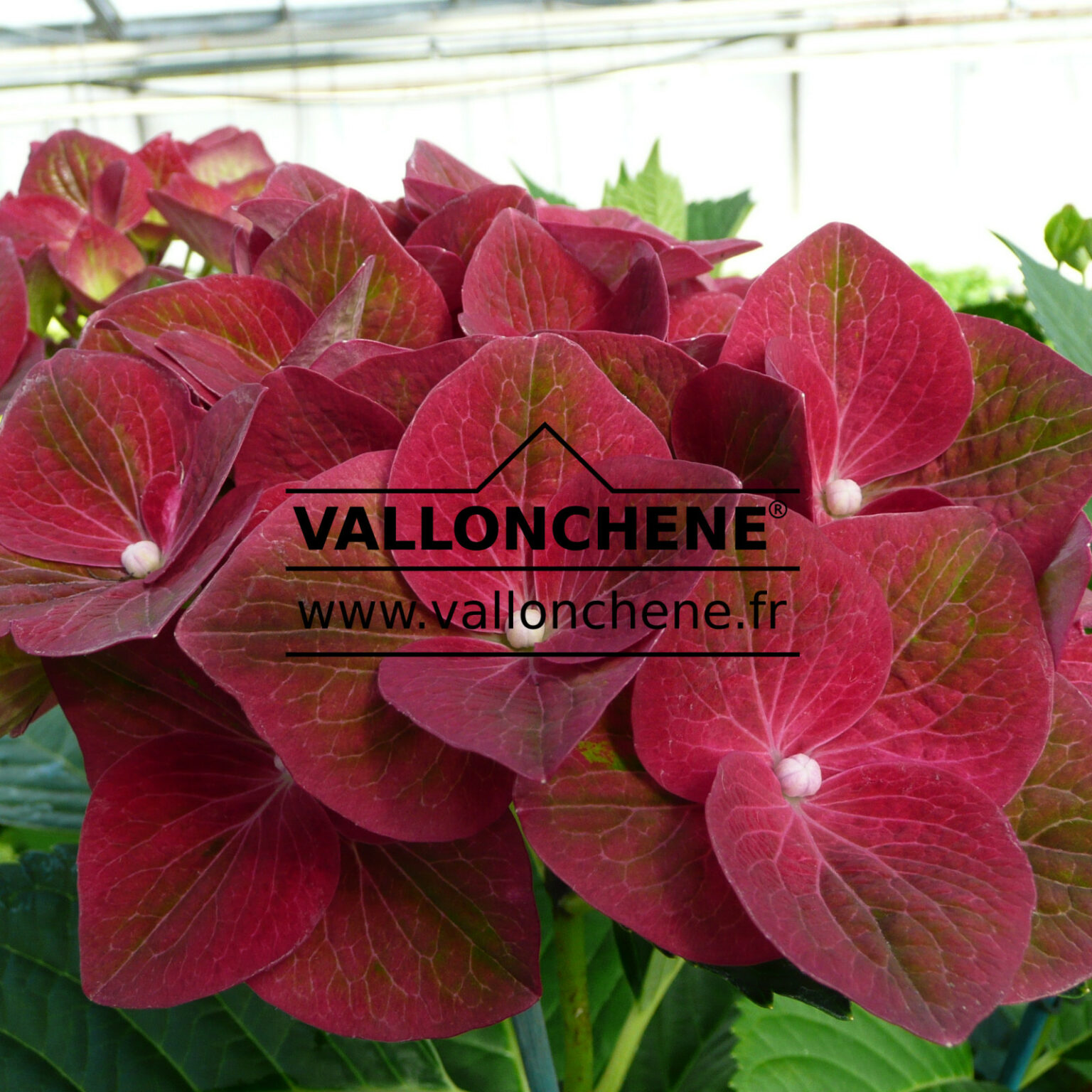 HYDRANGEA macrophylla 'Green Shadow'