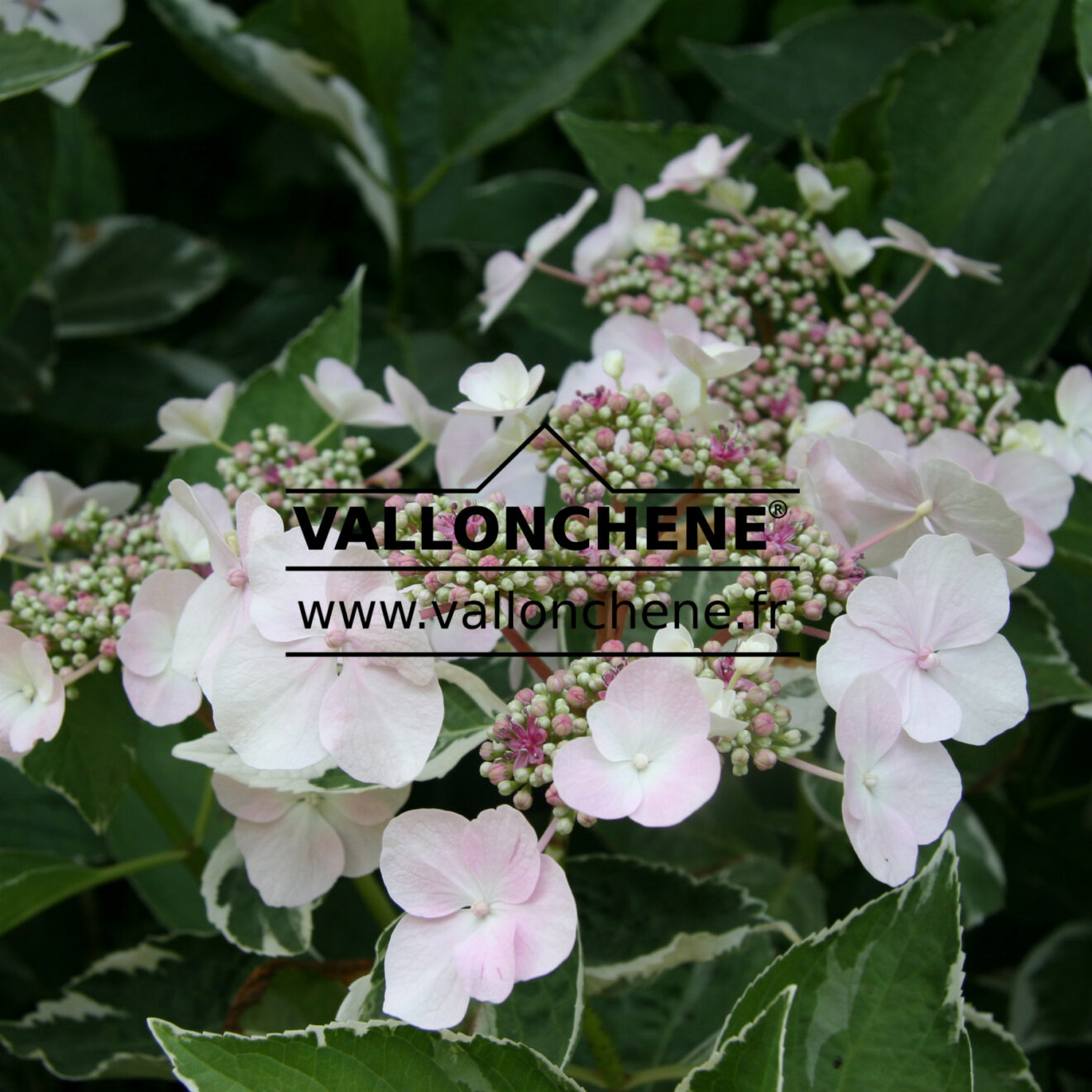 HYDRANGEA macrophylla 'Tricolor' (Teller) - Hortensia panaché à fleurs ...