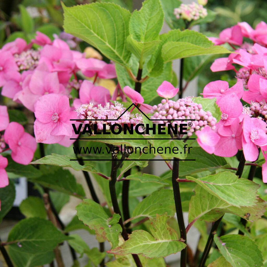 HYDRANGEA macrophylla 'Zorro' - bigleaf hydrangea