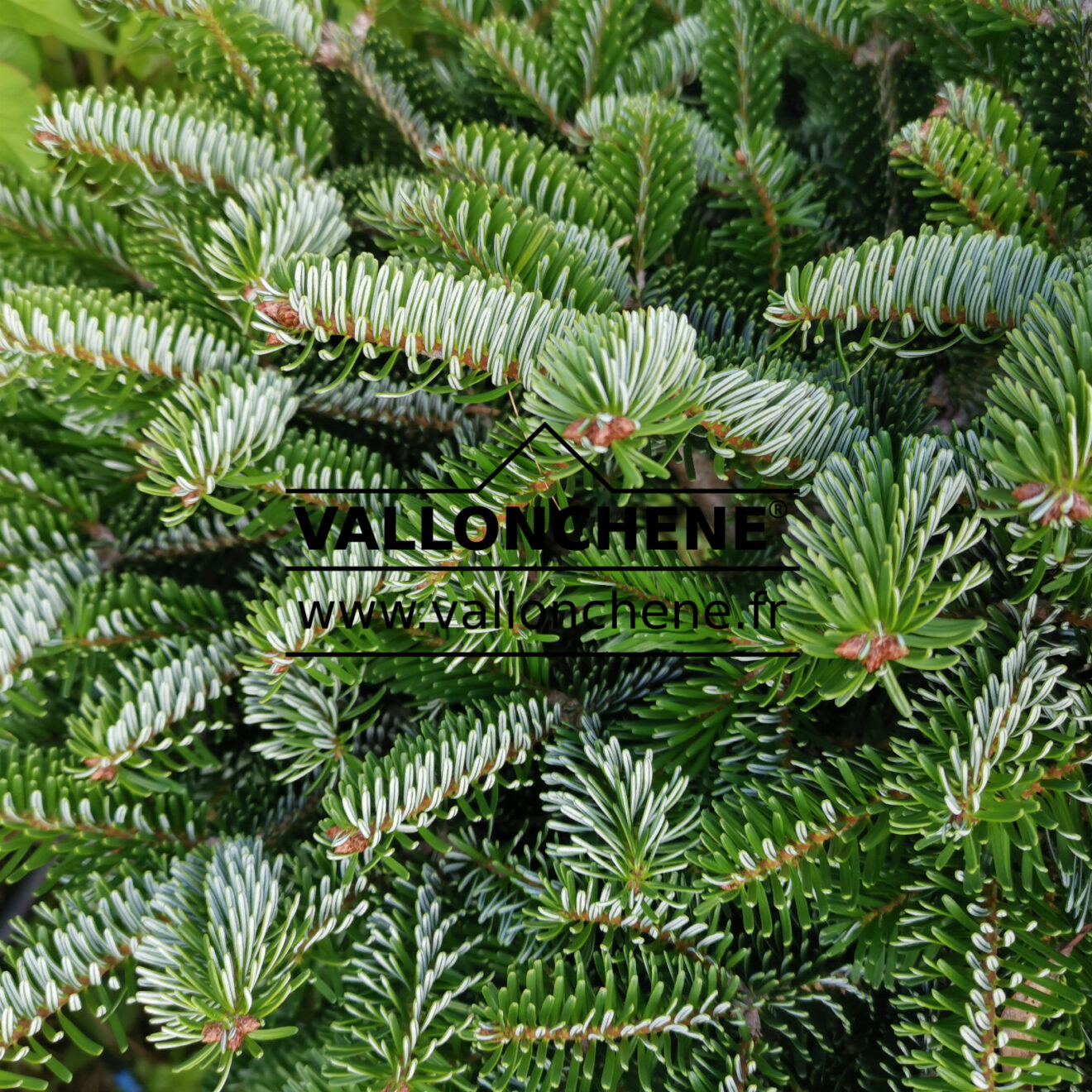 ABIES nordmanniana 'Dobrichovice' - Dwarf Nordmann fir