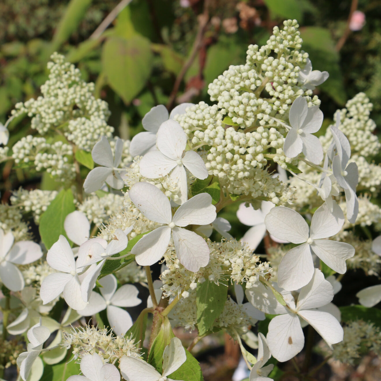 HYDRANGEA paniculata 'Butterfly' (R) - panicled hydrangea
