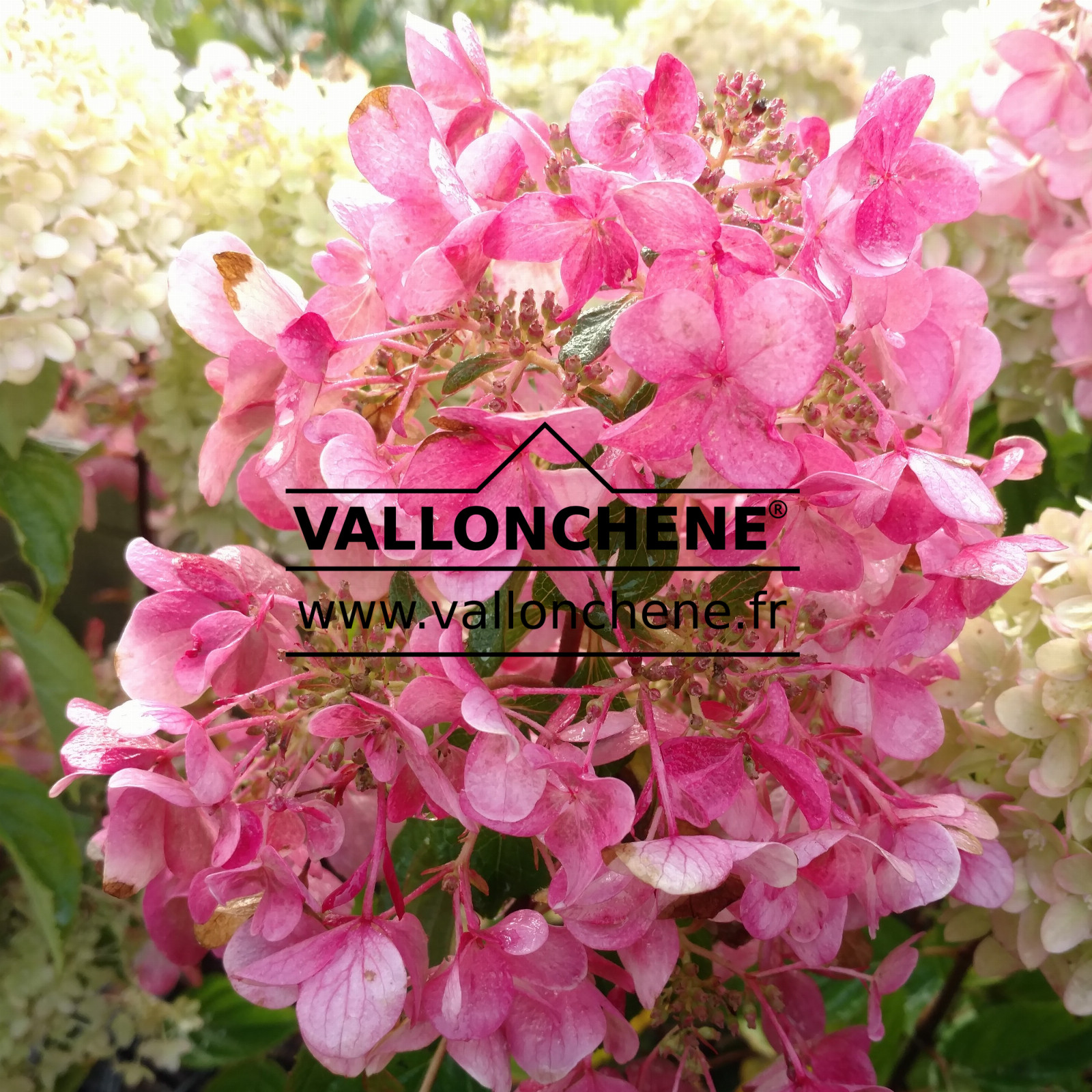 HYDRANGEA paniculata 'Diamant Rouge' - Hortensia paniculé