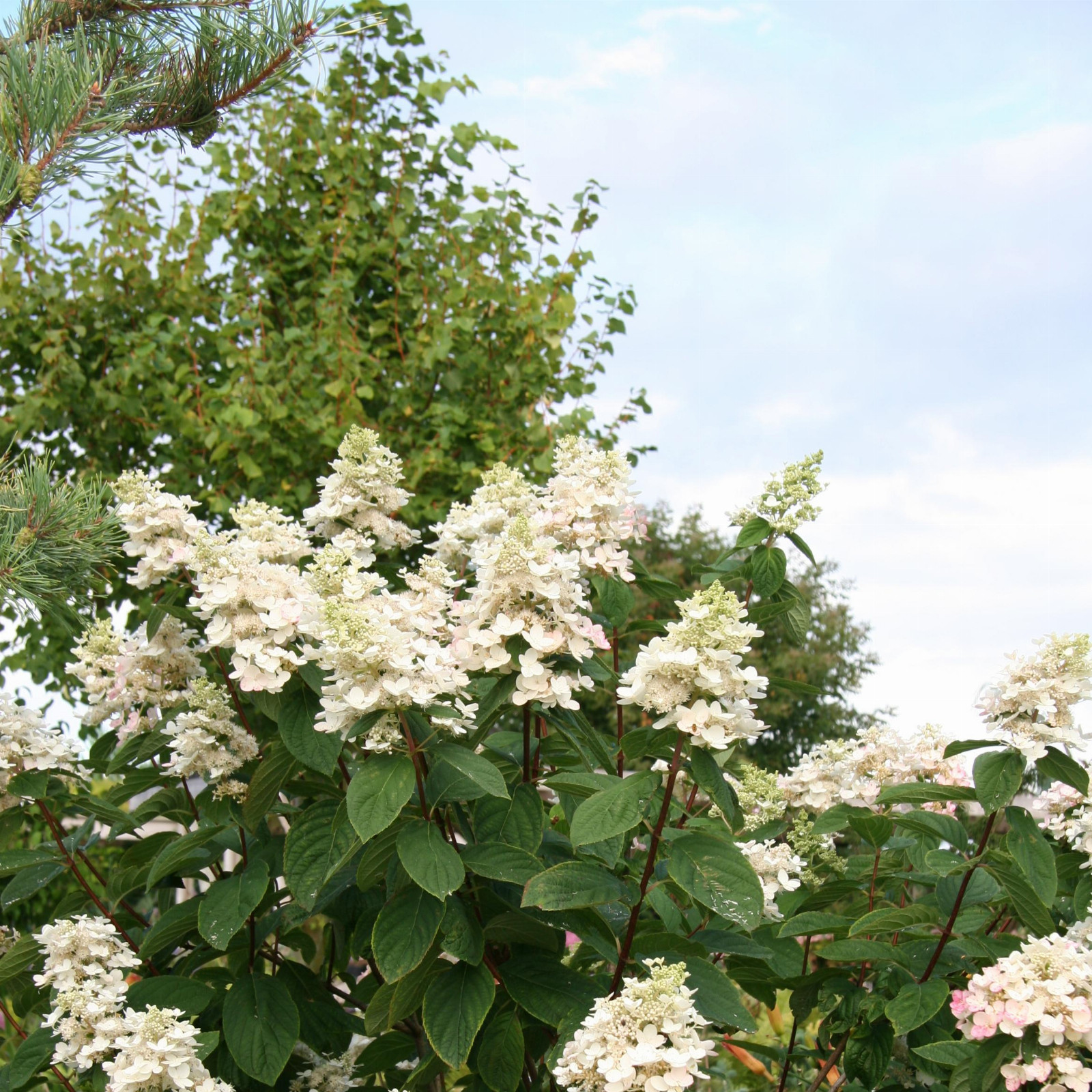HYDRANGEA paniculata 'Pink Diamond'