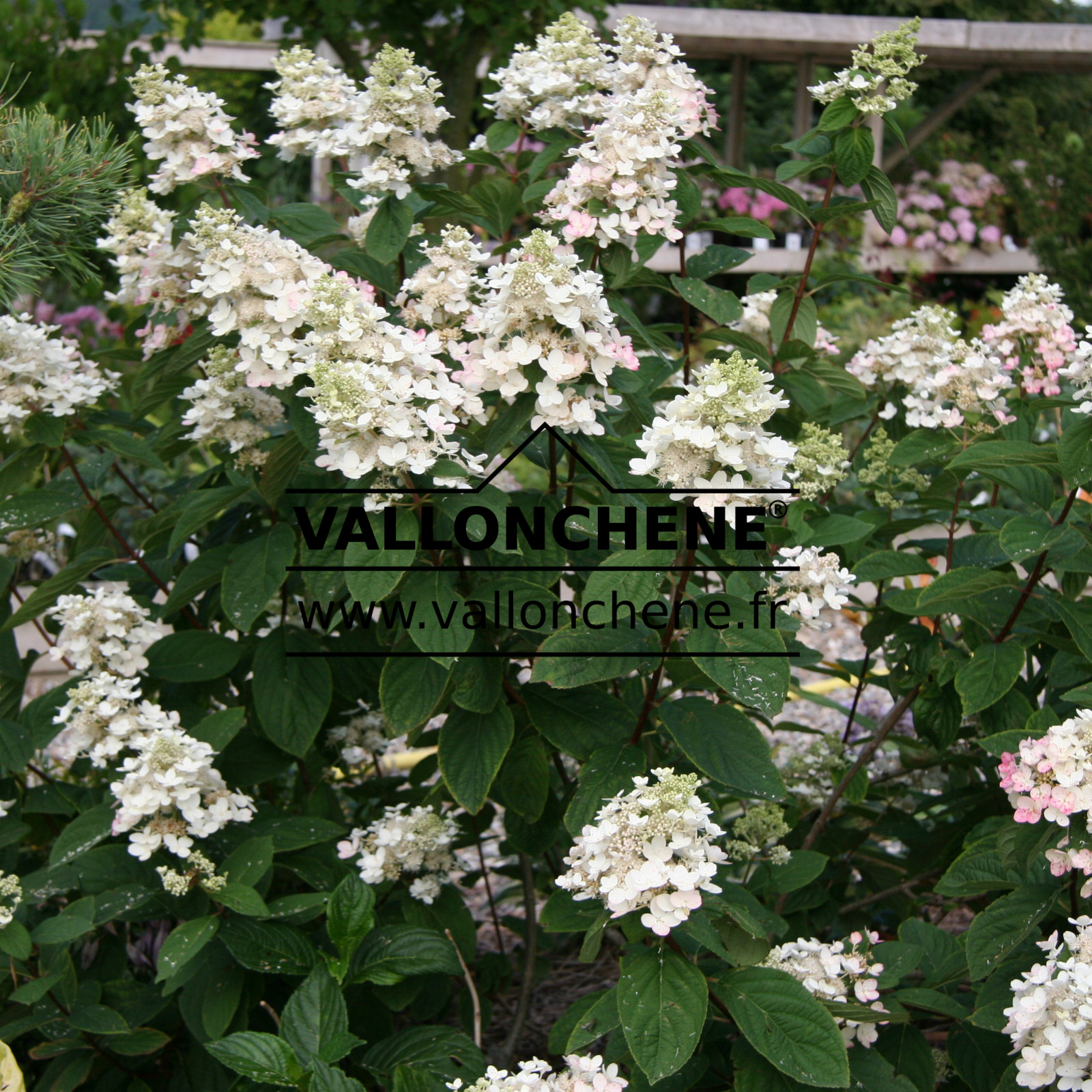 HYDRANGEA paniculata 'Pink Diamond'