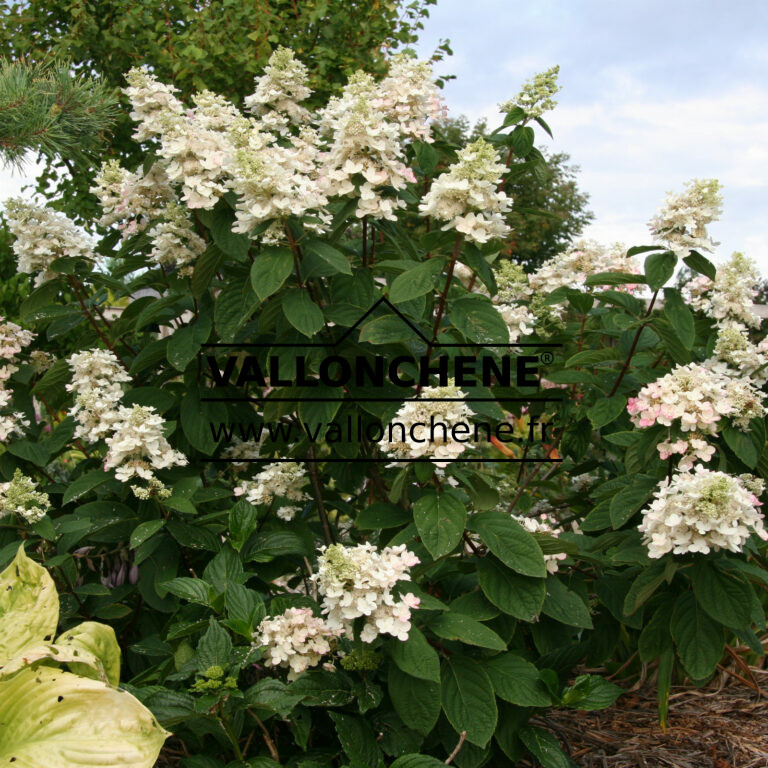 HYDRANGEA paniculata 'Pink Diamond'
