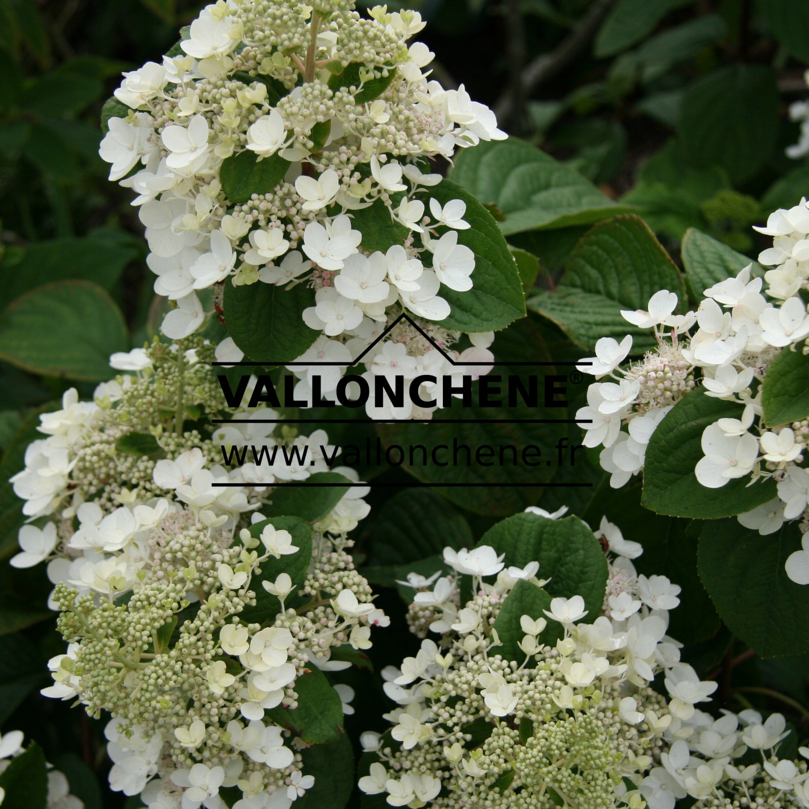 HYDRANGEA paniculata 'Pink Diamond'