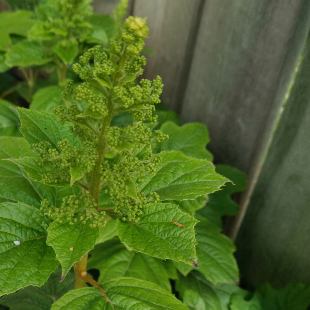 HYDRANGEA quercifolia 'Burgundy' - oakleaf hydrangea