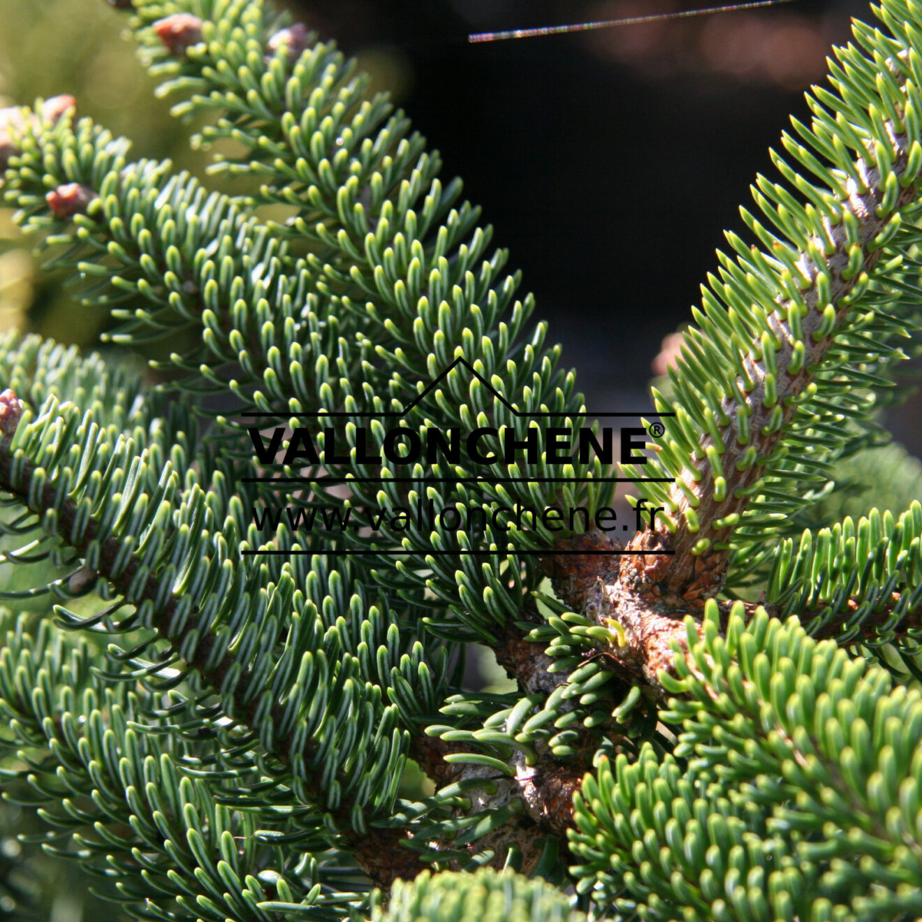 ABIES cephalonica 'Meyer's Dwarf' - greek fir