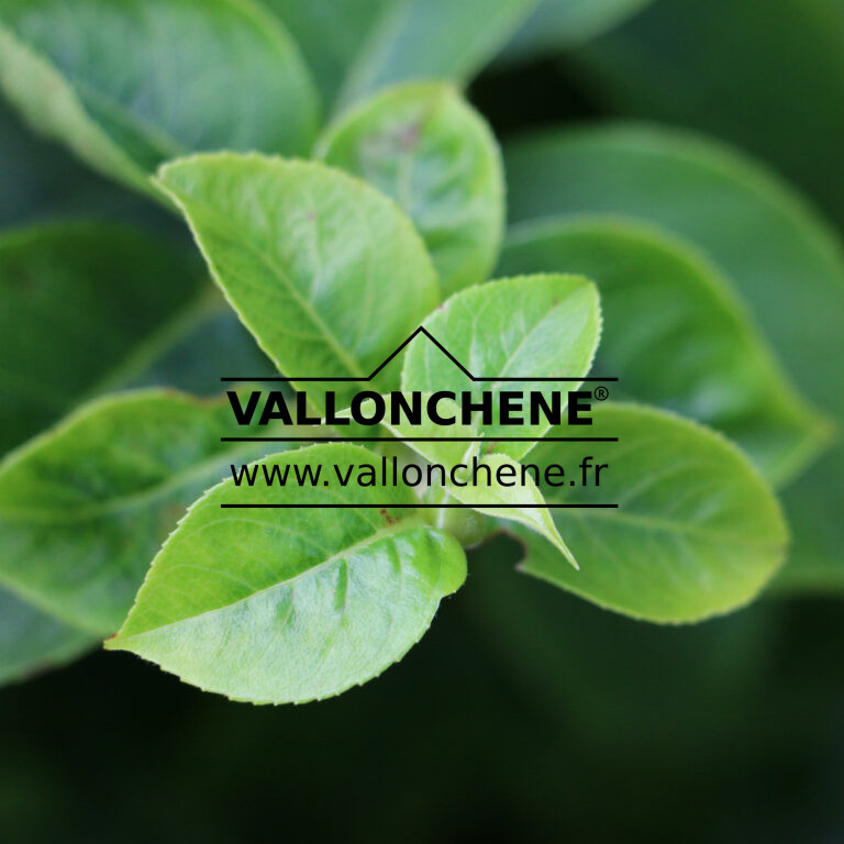 HYDRANGEA semiola - hortensia grimpant persistant