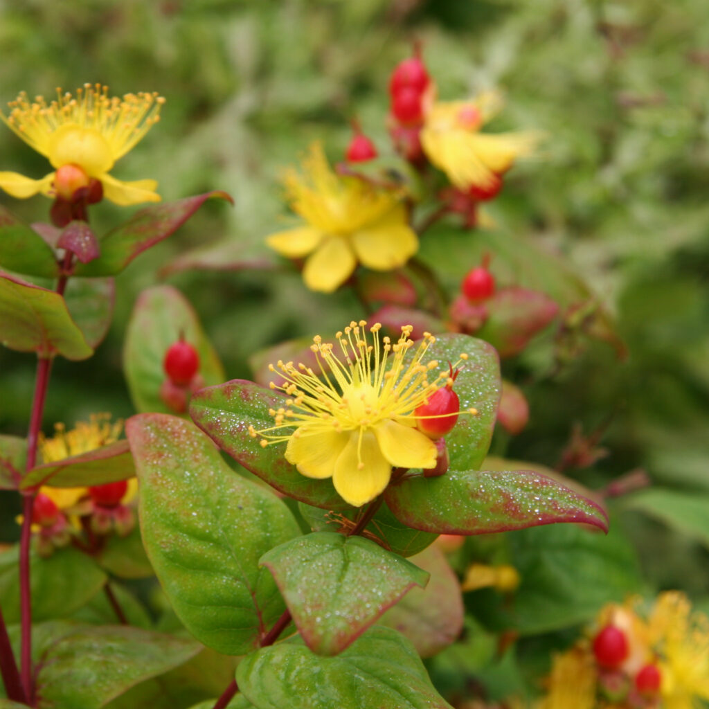HYPERICUM 'Miracle Attraction' - millepertuis arbustif