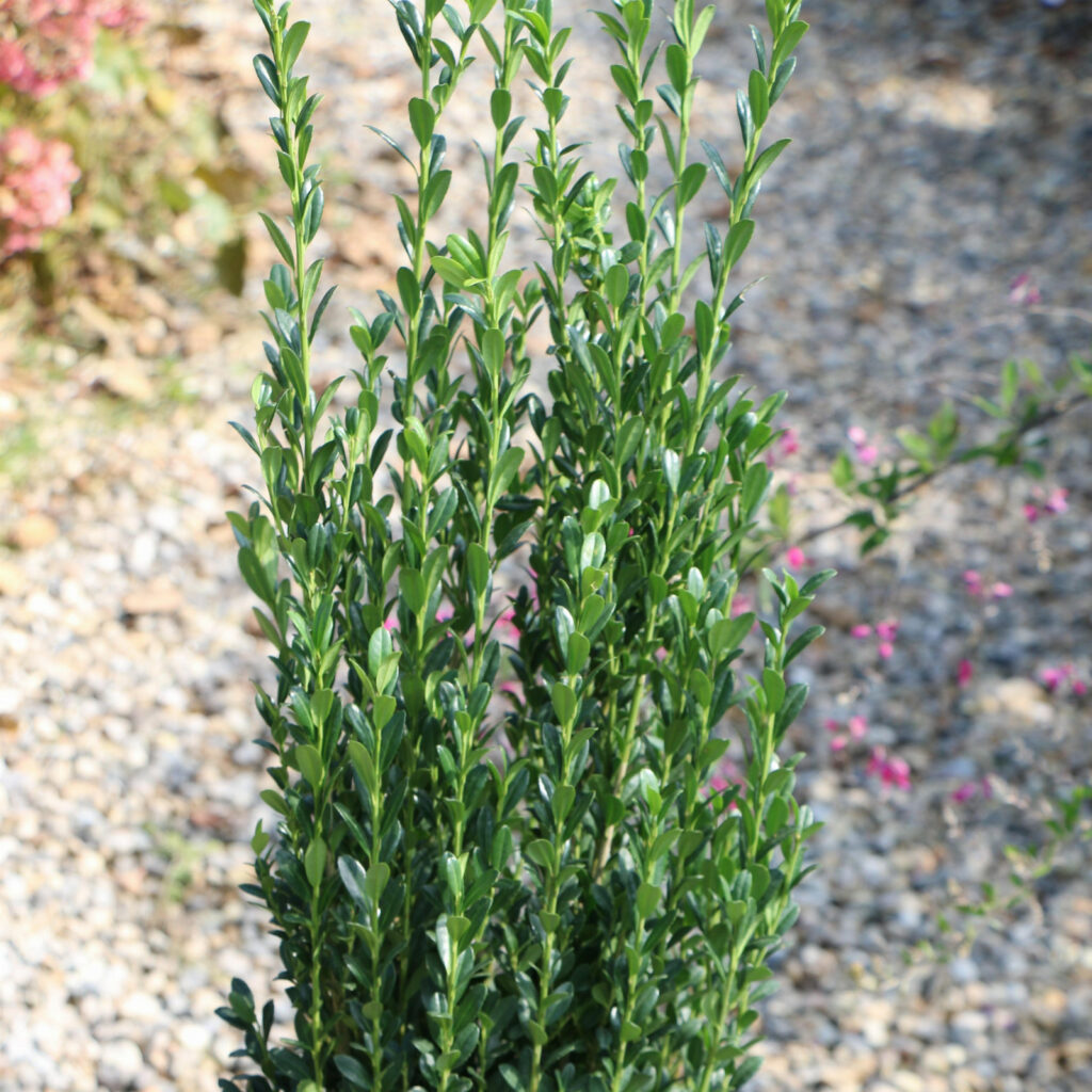 ILEX crenata 'Fastigiata' - Japanese holly