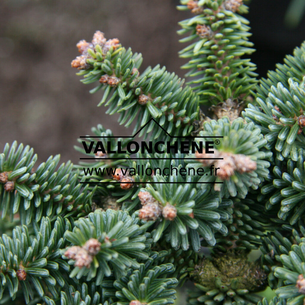 ABIES pinsapo 'Atlas' - Spanish fir