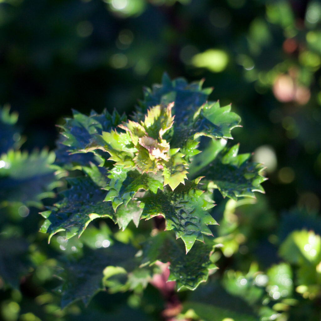 ILEX 'Little Rascal' - houx