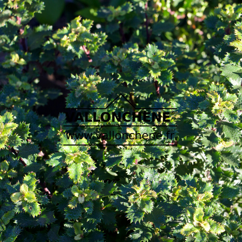 ILEX 'Little Rascal' - houx