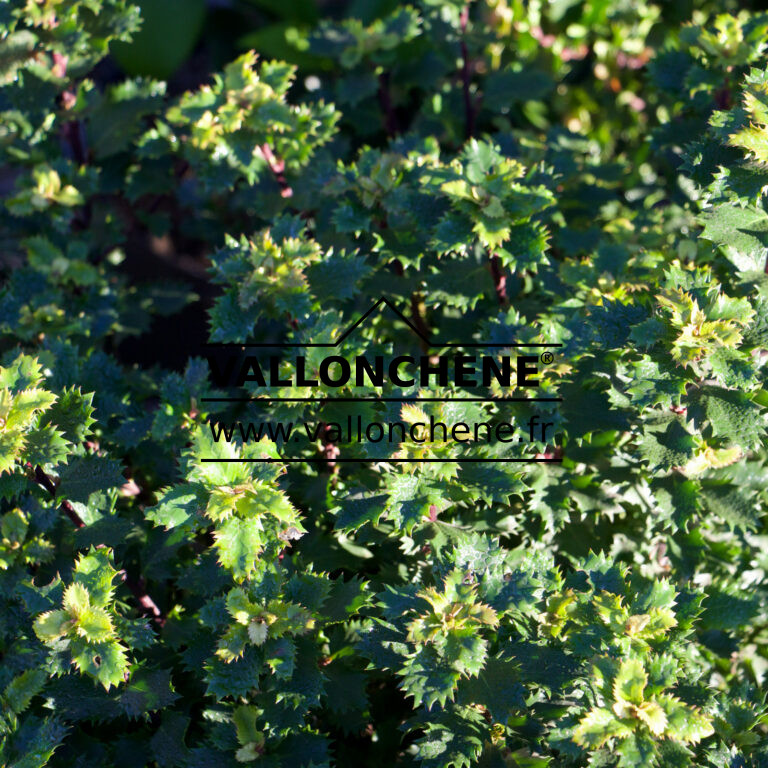 ILEX 'Little Rascal' - houx