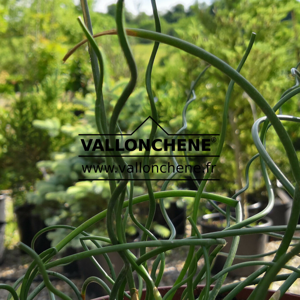 JONCUS effusus f spiralis - jonc diffus