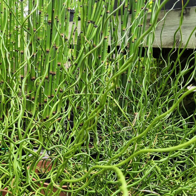 JONCUS effusus f spiralis - jonc diffus